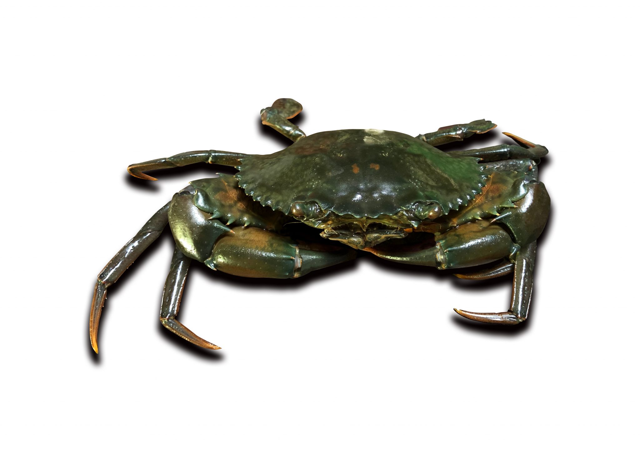 Kepiting Bakau, Crustacea Unggulan Penghuni Mangrove - Aruna