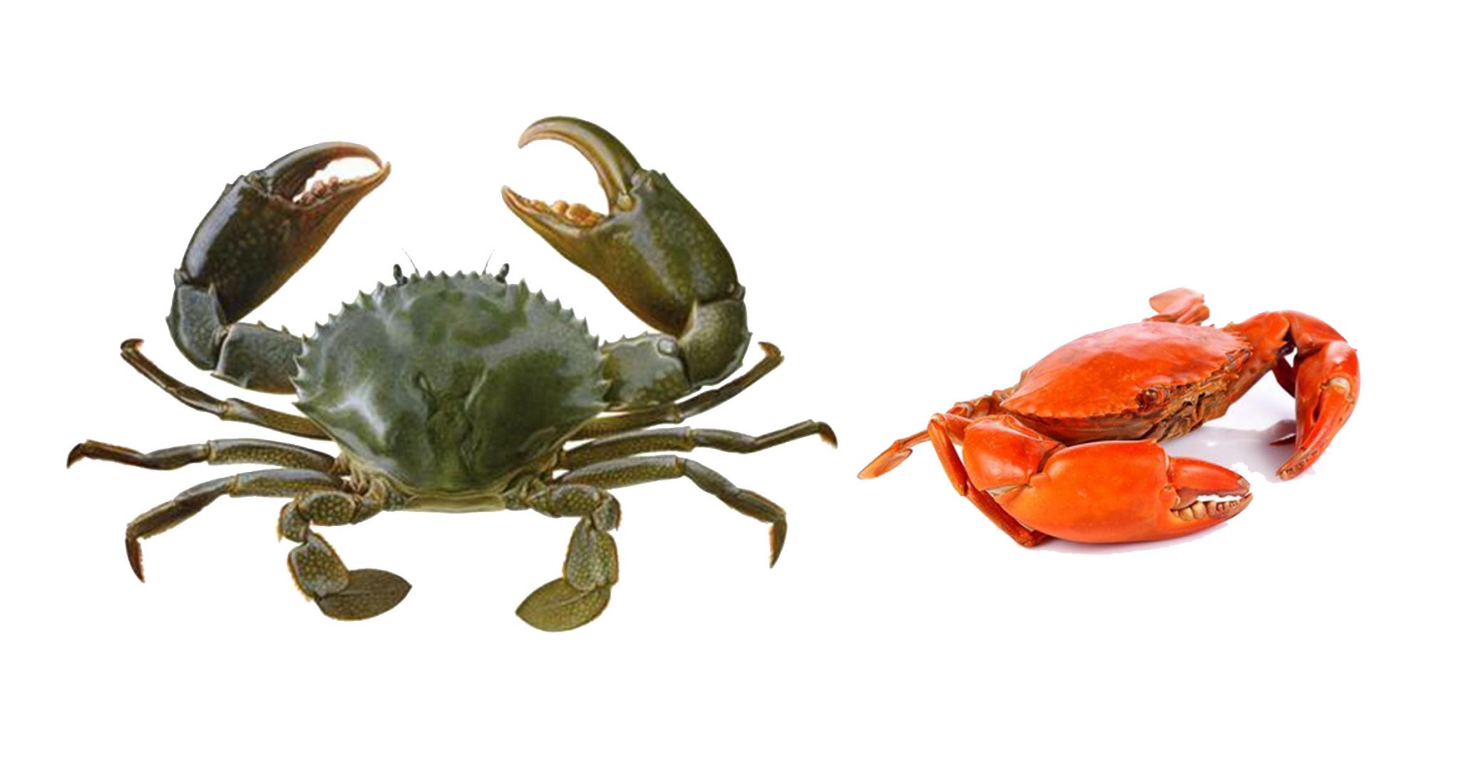 Kepiting Bakau, Crustacea Unggulan Penghuni Mangrove - Aruna