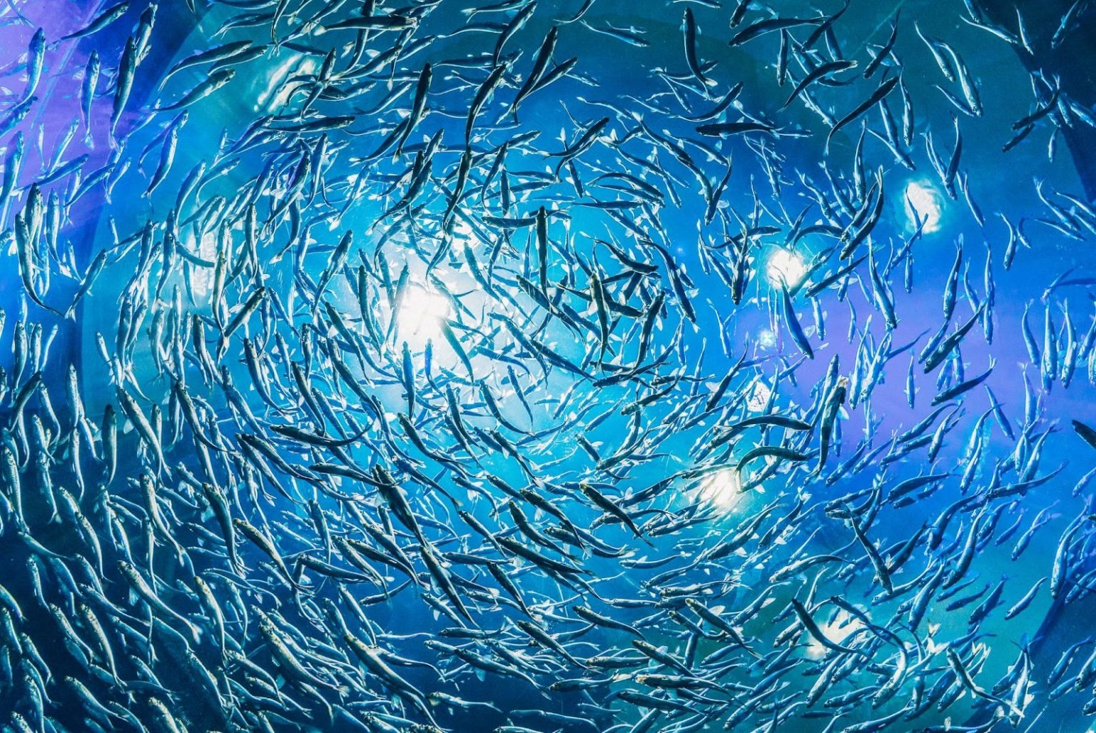 Nekton, Bentos, Neuston: Tiga Penghuni Laut Selain Plankton - Aruna